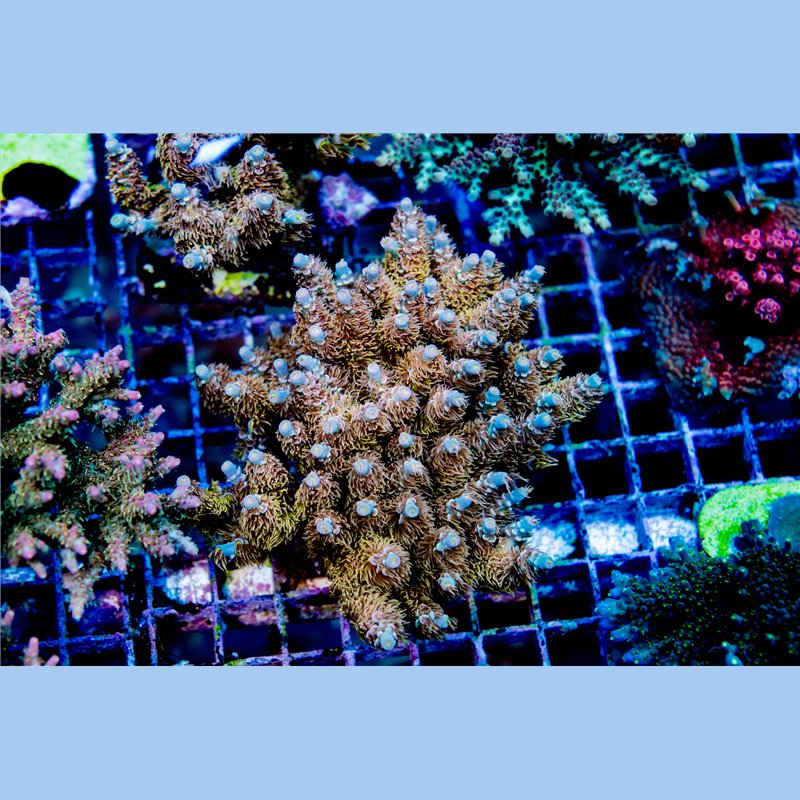 ACI Dirty Insanity Acropora tenuis (Frag To Order)