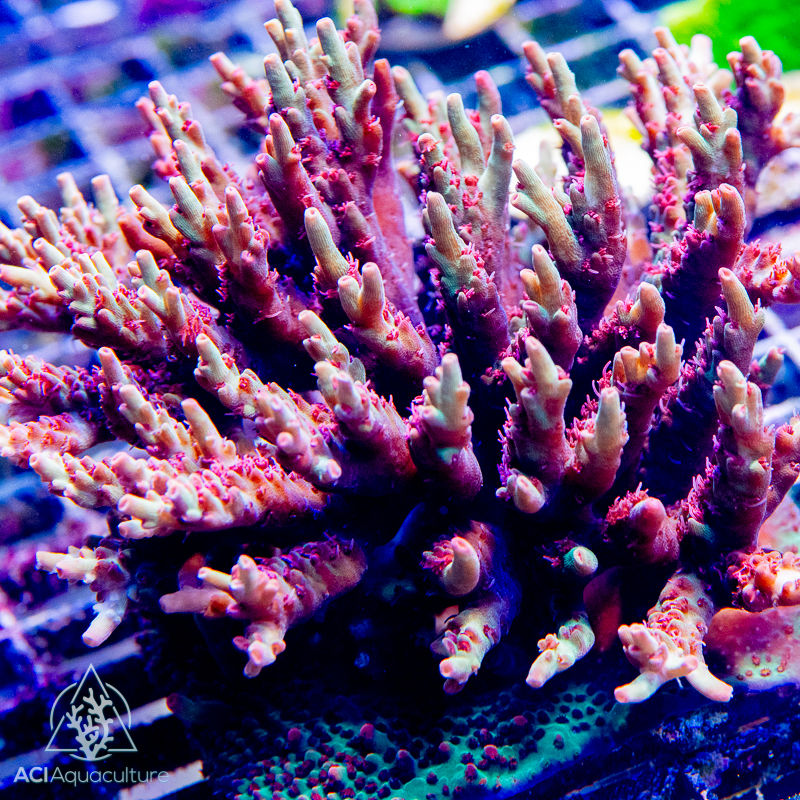 ACI Macna 09 Acropora (Frag to Order)