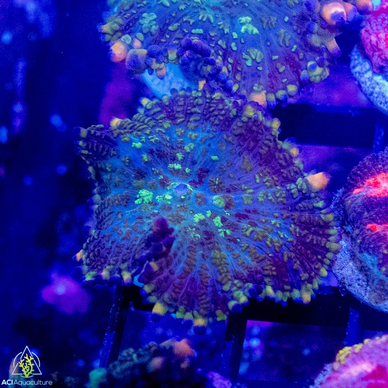 ACI Galaxy Bounce Mushroom