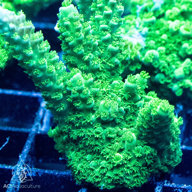 ACI Green Slimer Acropora (Frag to Order)