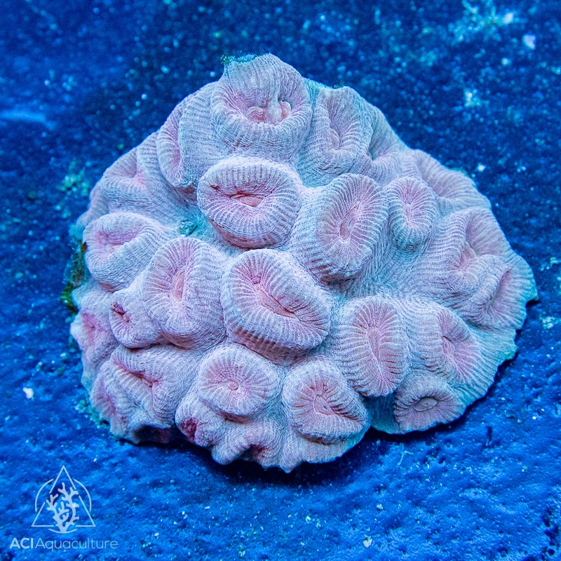 Favia sp. - Colored - Ultra