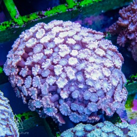 Wild Coral Colonies