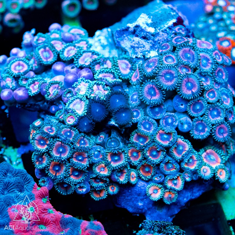 Long Stalk Polyp Ultra Bi-Color Palythoa (Indo-Pacific)