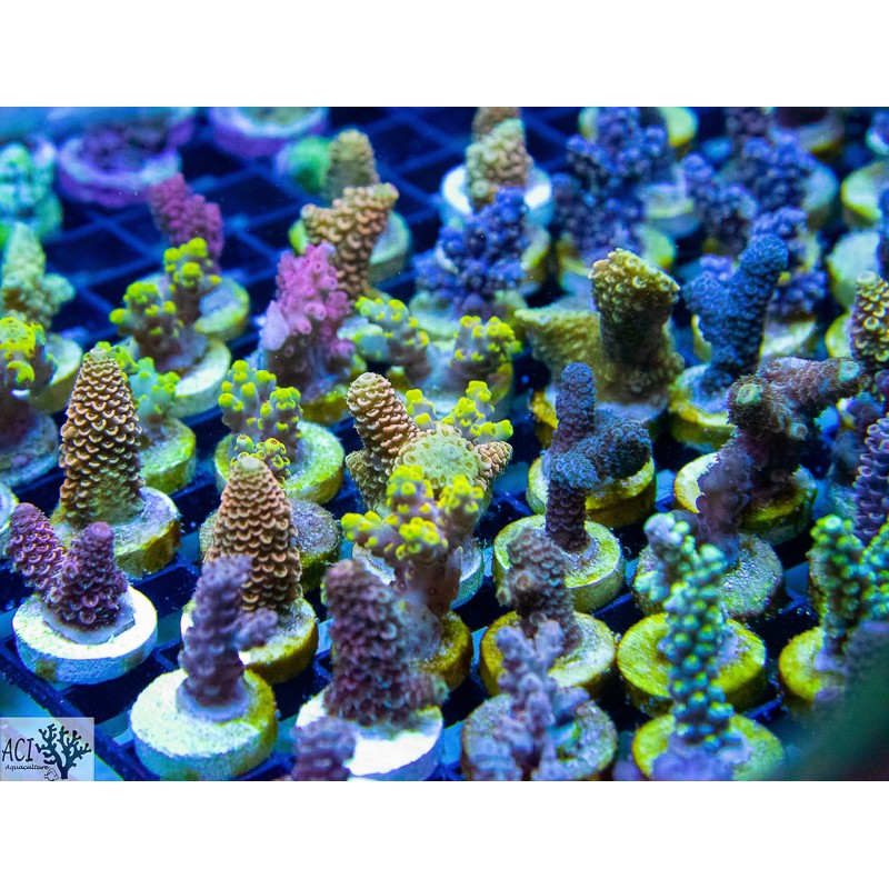 Acropora Ultra Frags