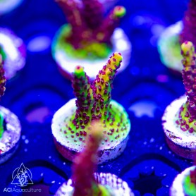 ACI Aquacultured Corals