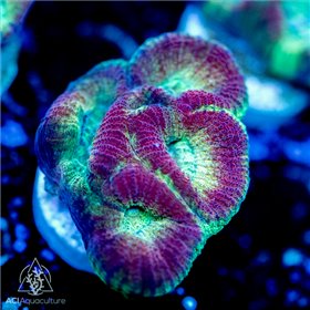 ACI Aquacultured Corals