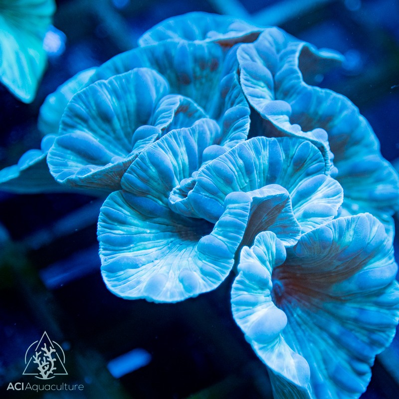 Nemenzophyllia - Fox Coral