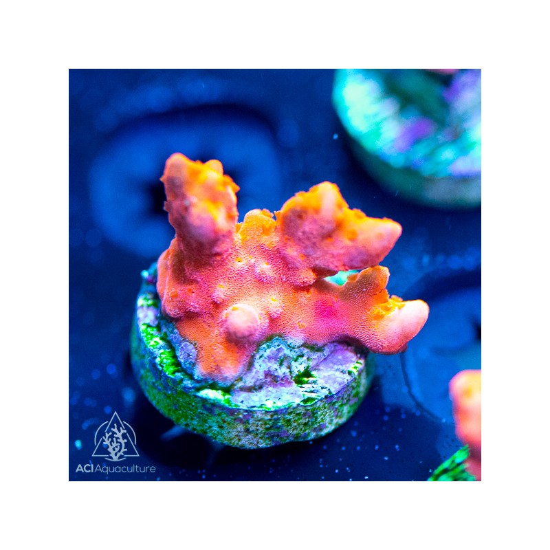 ACI Red Setosa Montipora (Frag To Order)