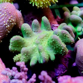 Wild Coral Colonies