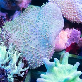 Long Polyp Toadstool Leather Coral
