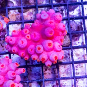 Wild Coral Colonies