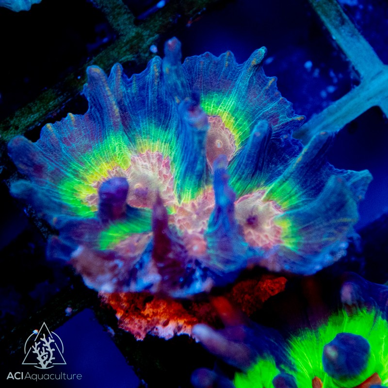 Pectinia sp. - Spiney Cup Colored Neon (L)