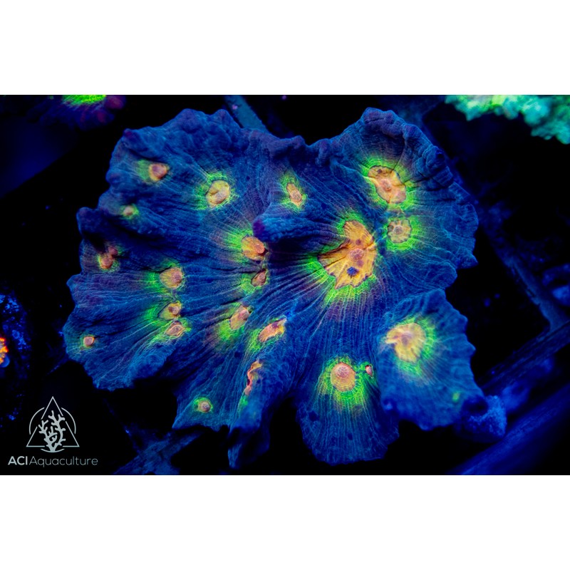 Pectinia sp. - Spiney Cup Colored Neon (L)