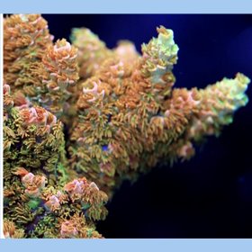 ACI Acropora