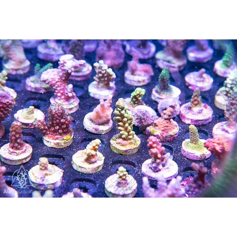 Acropora Ultra Frags