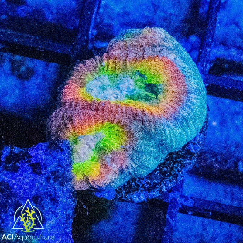 ACI Drunk Monkey Dipsastraea