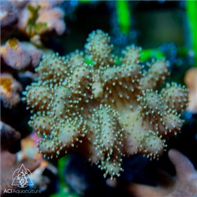 Wild Coral Colonies