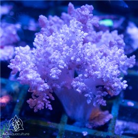 Soft Coral