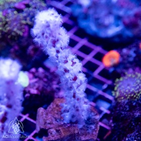 Invertebrates - Misc