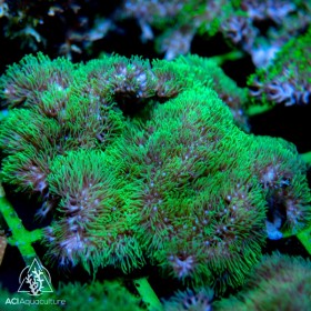 Soft Coral