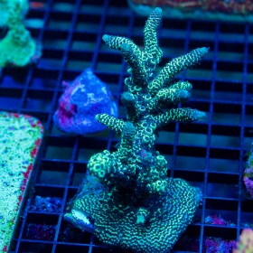 ACI Acropora