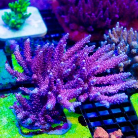ACI Aquacultured Corals