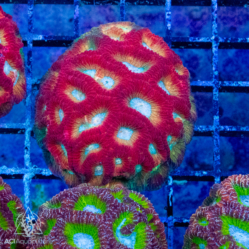 ACI Charizard Dipsastrea