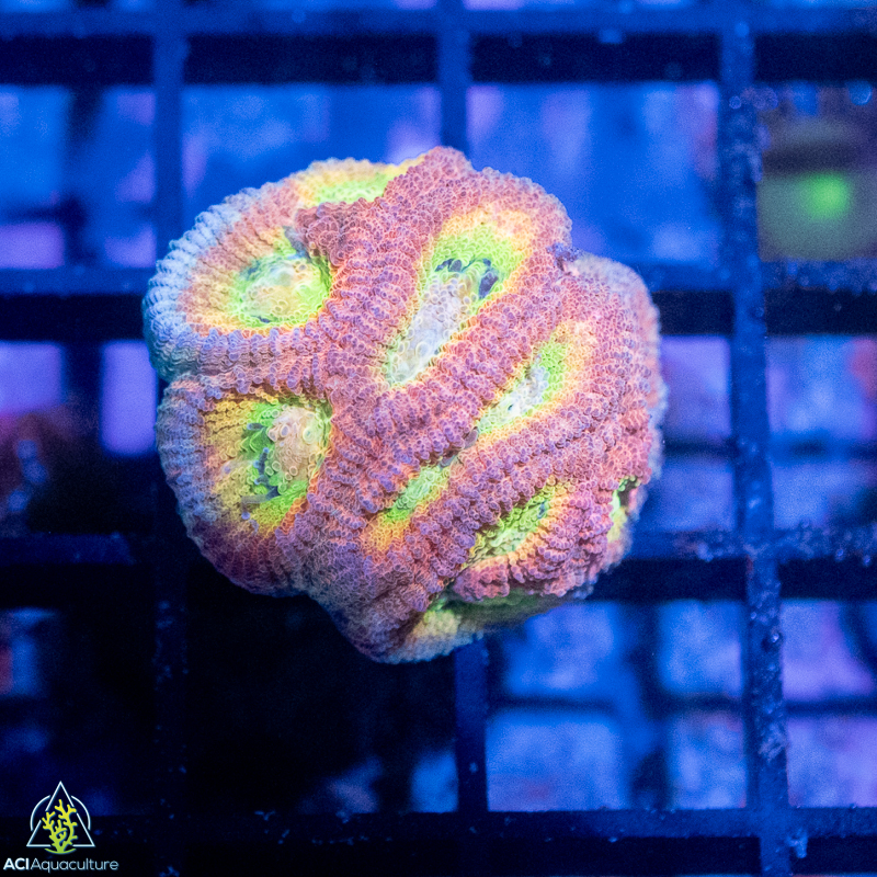 ACI Drunk Monkey Dipsastraea