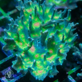 Wild Coral Colonies