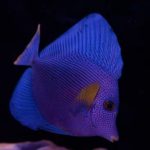 ACI Aquaculture Wholesale | WHOLESALE Aquaculture Coral Wild Coral ...